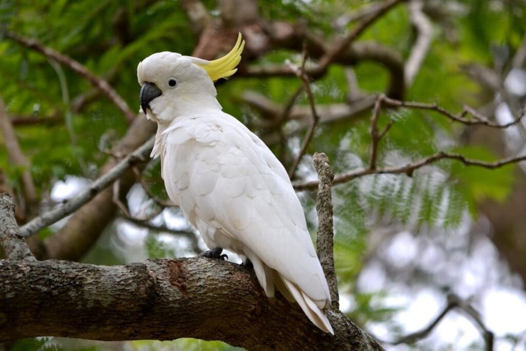 Mengenal Macam Jenis Burung Kakatua Kecil Jambul Kuning di Pulau ...